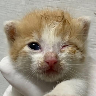 NEWS - NPO法人・ねこハピ